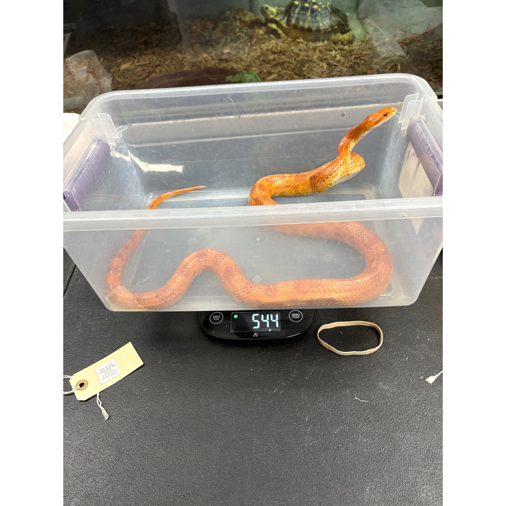 Corn Snake (Albino) (Adult) — Jungle Bobs Reptile World