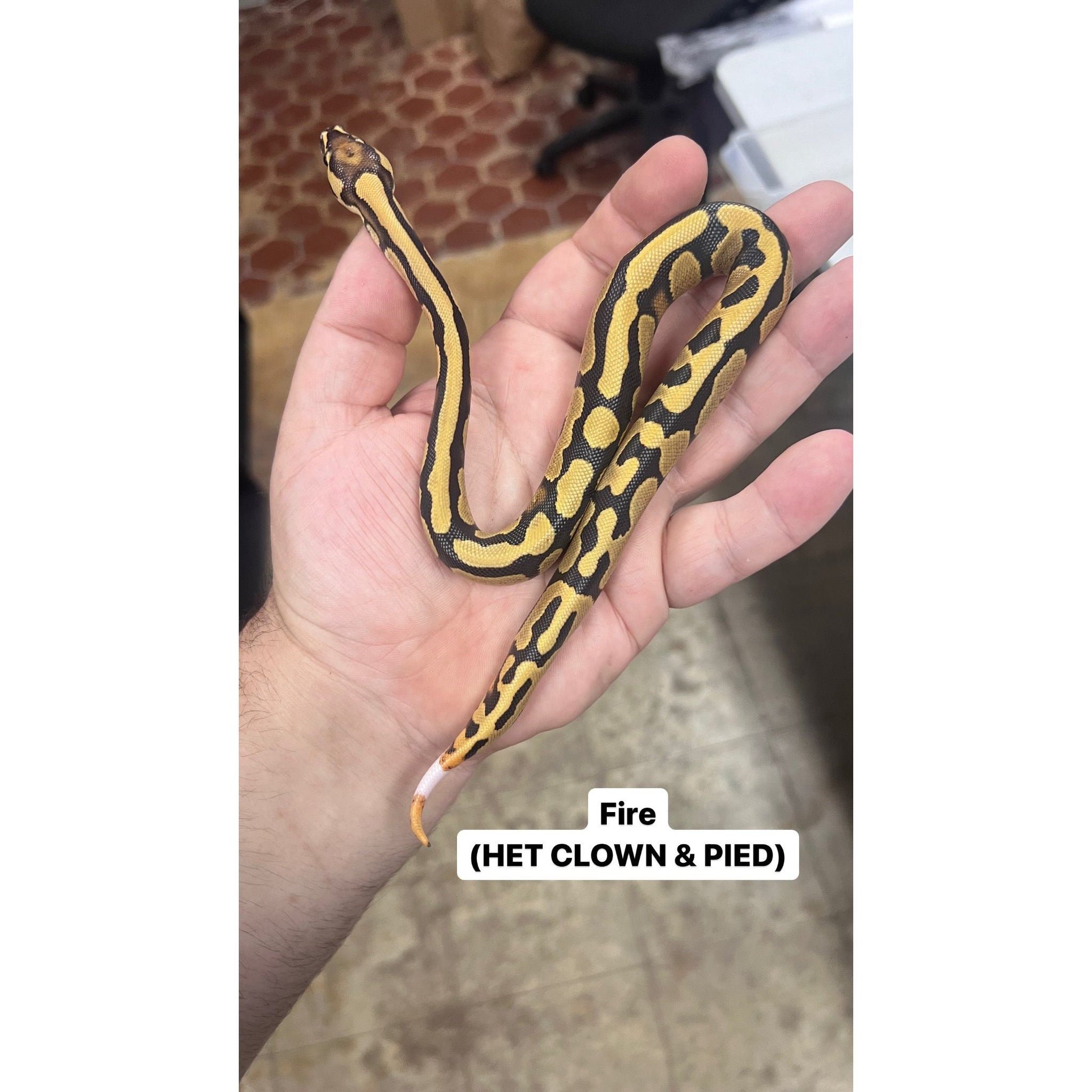 Ball Pythons for Sale — Jungle Bobs Reptile World