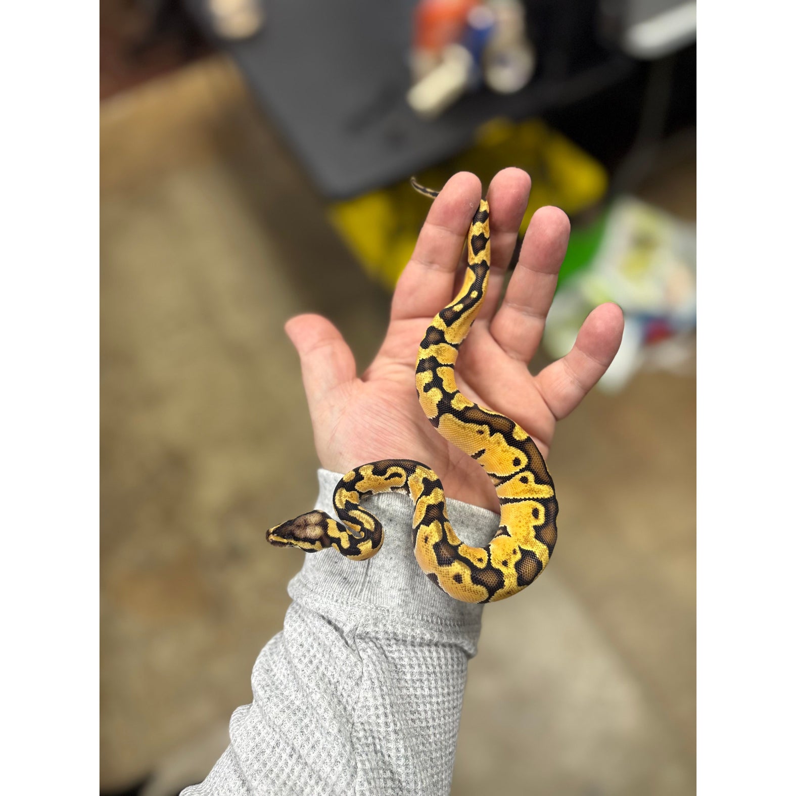 Ball Python (Super Enchi Pastel) — Jungle Bobs Reptile World