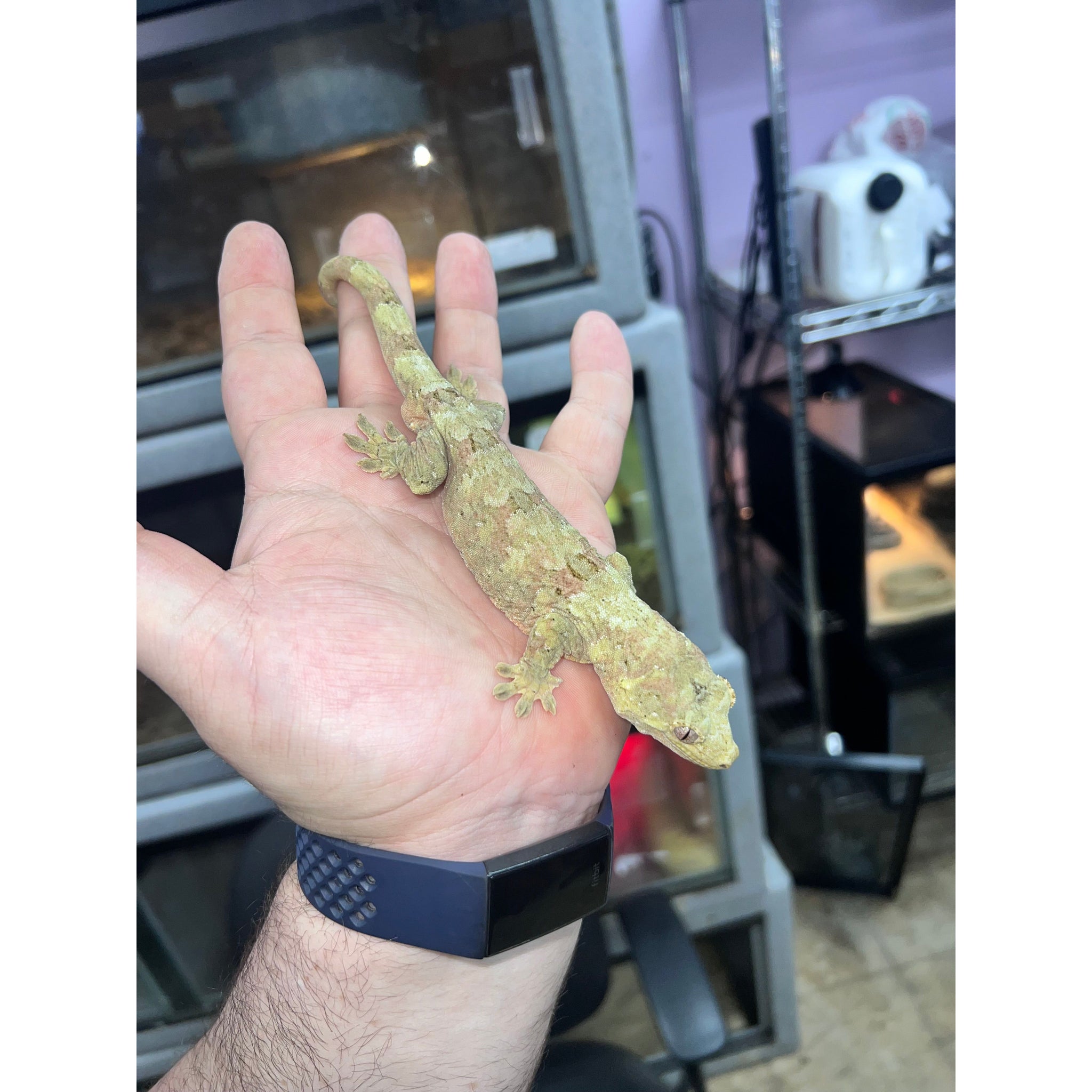 Geckos for Sale — Jungle Bobs Reptile World
