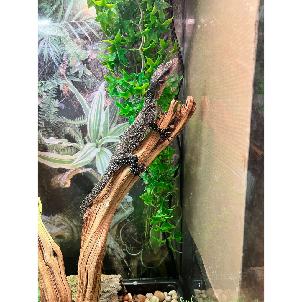 Blue Tree Monitor Enclosure