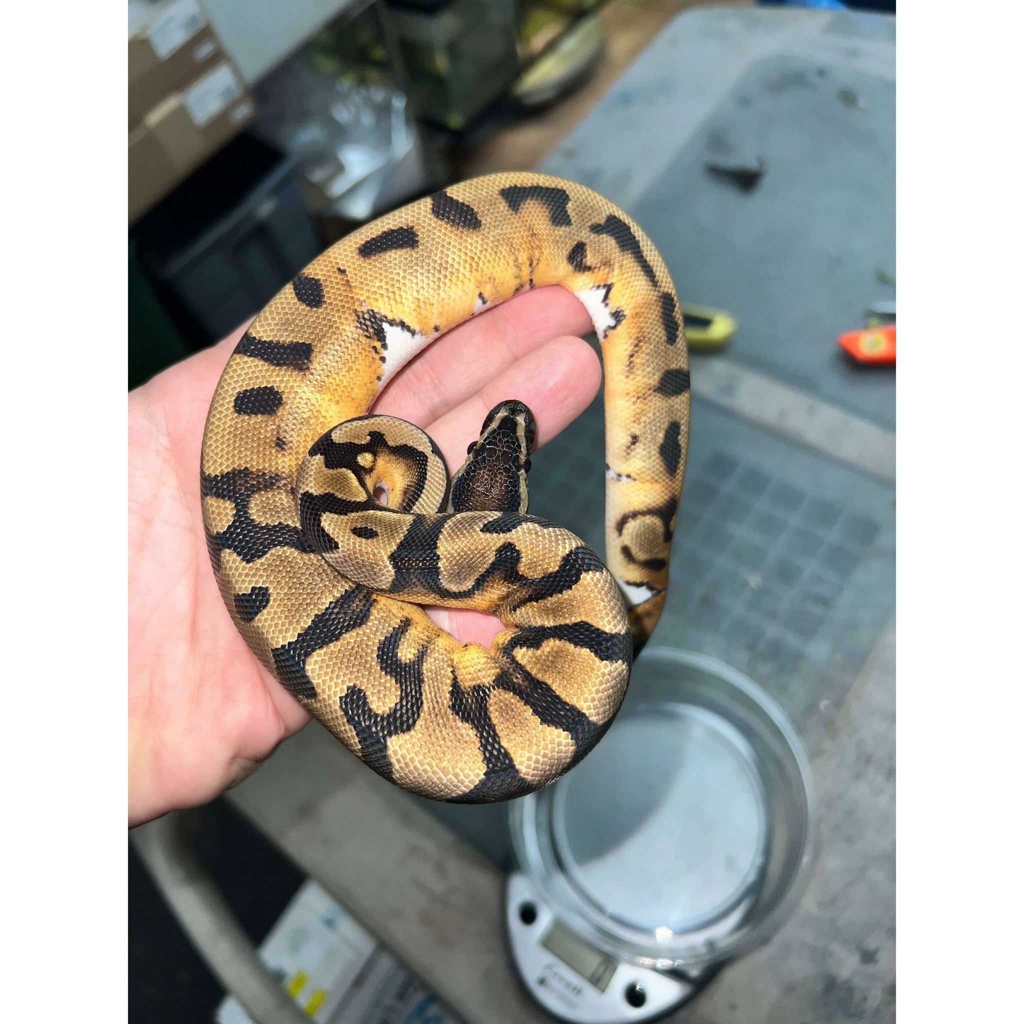 Ball Pythons for Sale — Jungle Bobs Reptile World