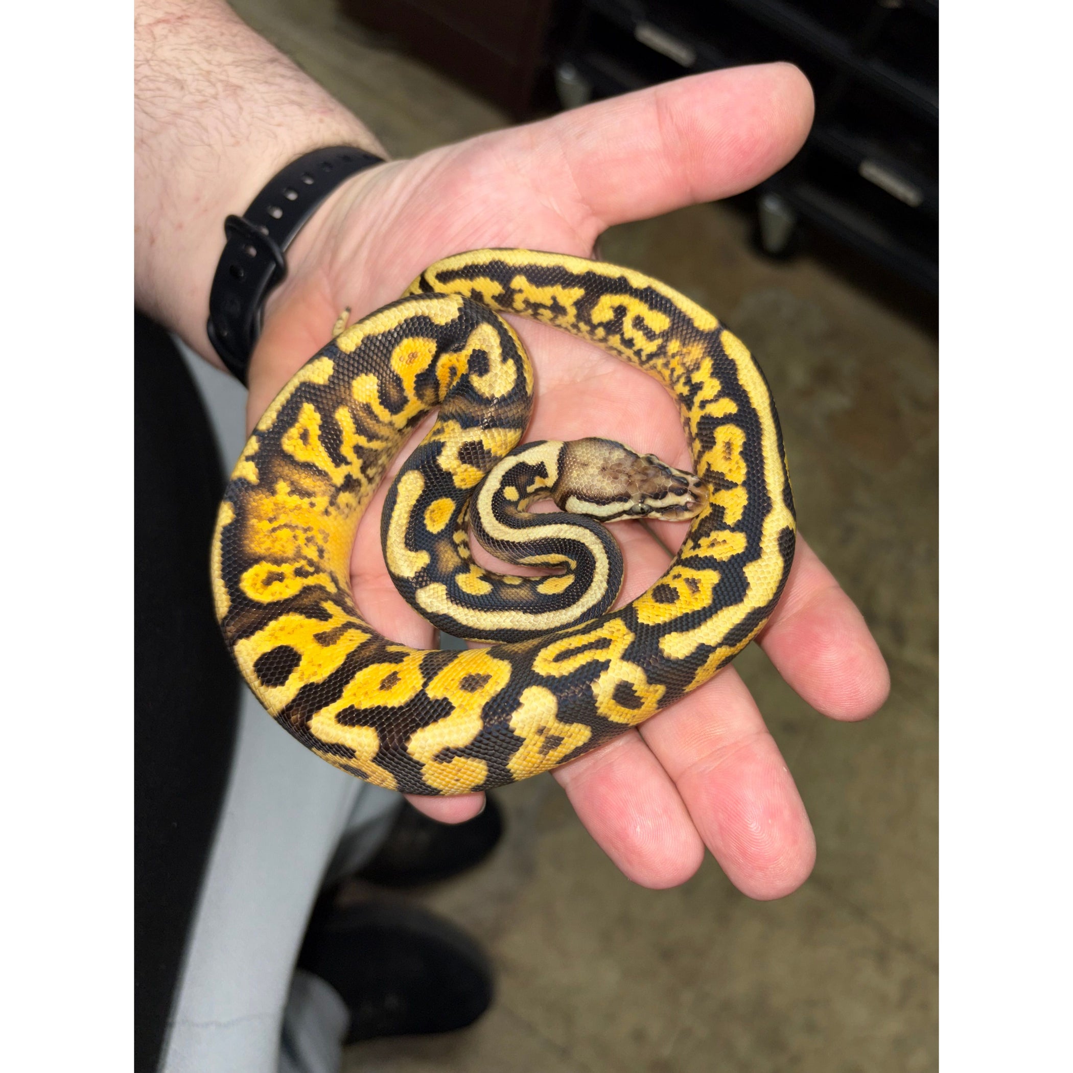 Ball Python (Pastel Fire GHI) — Jungle Bobs Reptile World