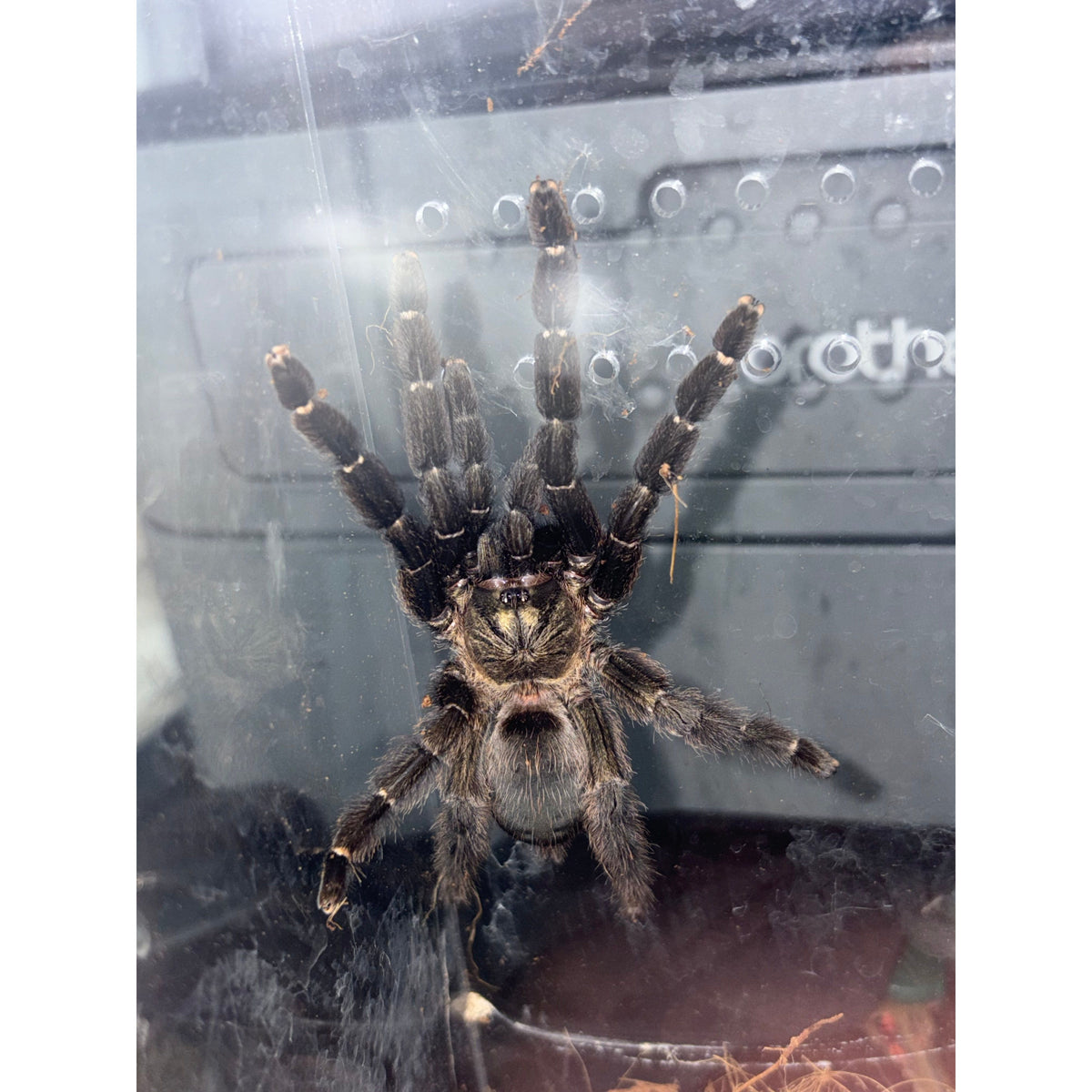 Costa Rican Orange Mouth Tarantula(Adult) (Psalmopoeus reduncus ...