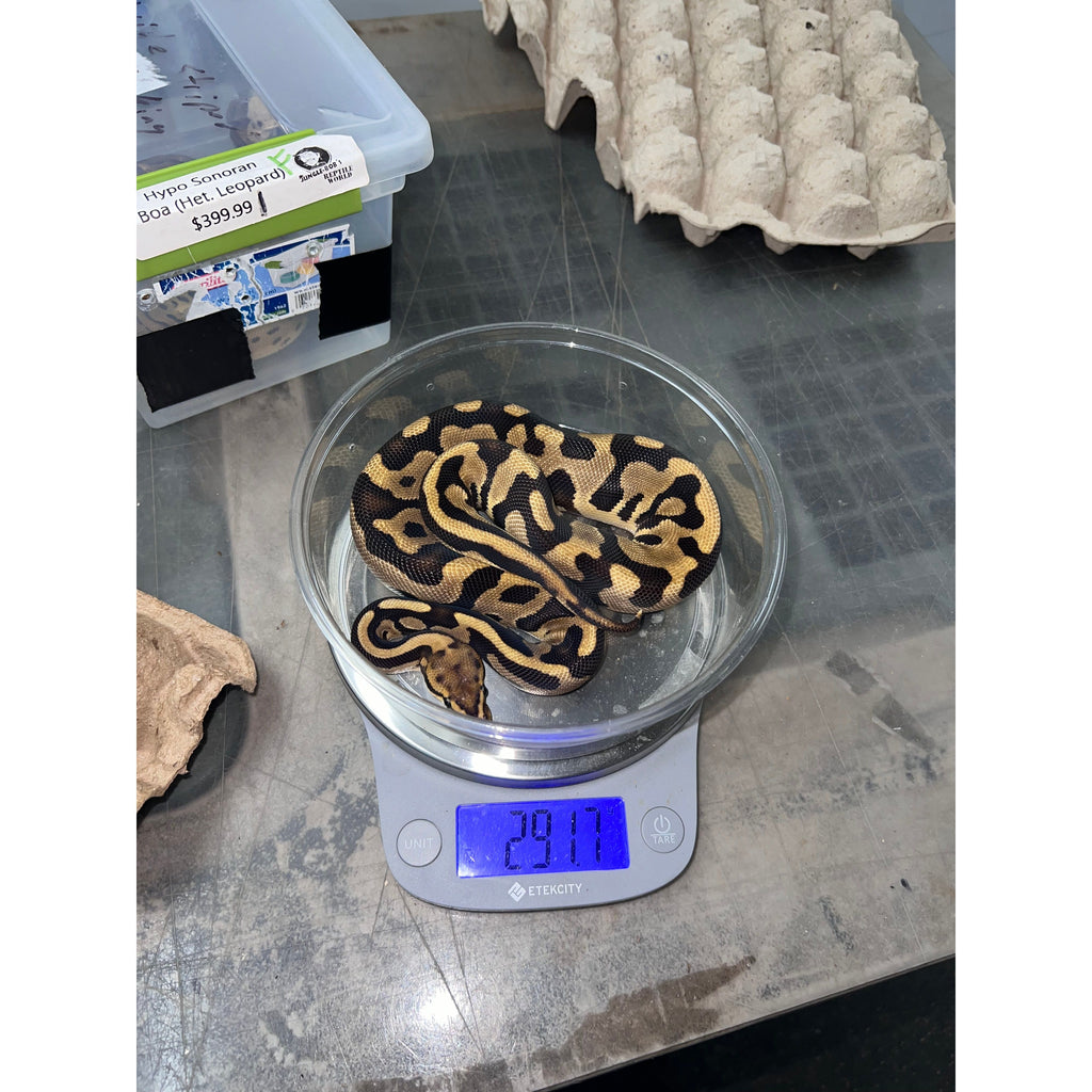 Other Pythons for Sale — Jungle Bobs Reptile World
