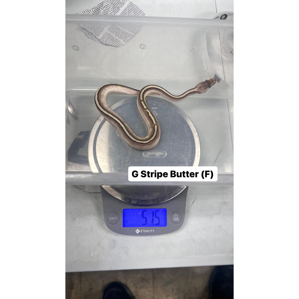 Ball Pythons for Sale — Jungle Bobs Reptile World