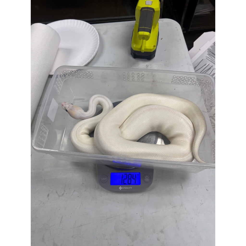 Ball Pythons for Sale — Jungle Bobs Reptile World