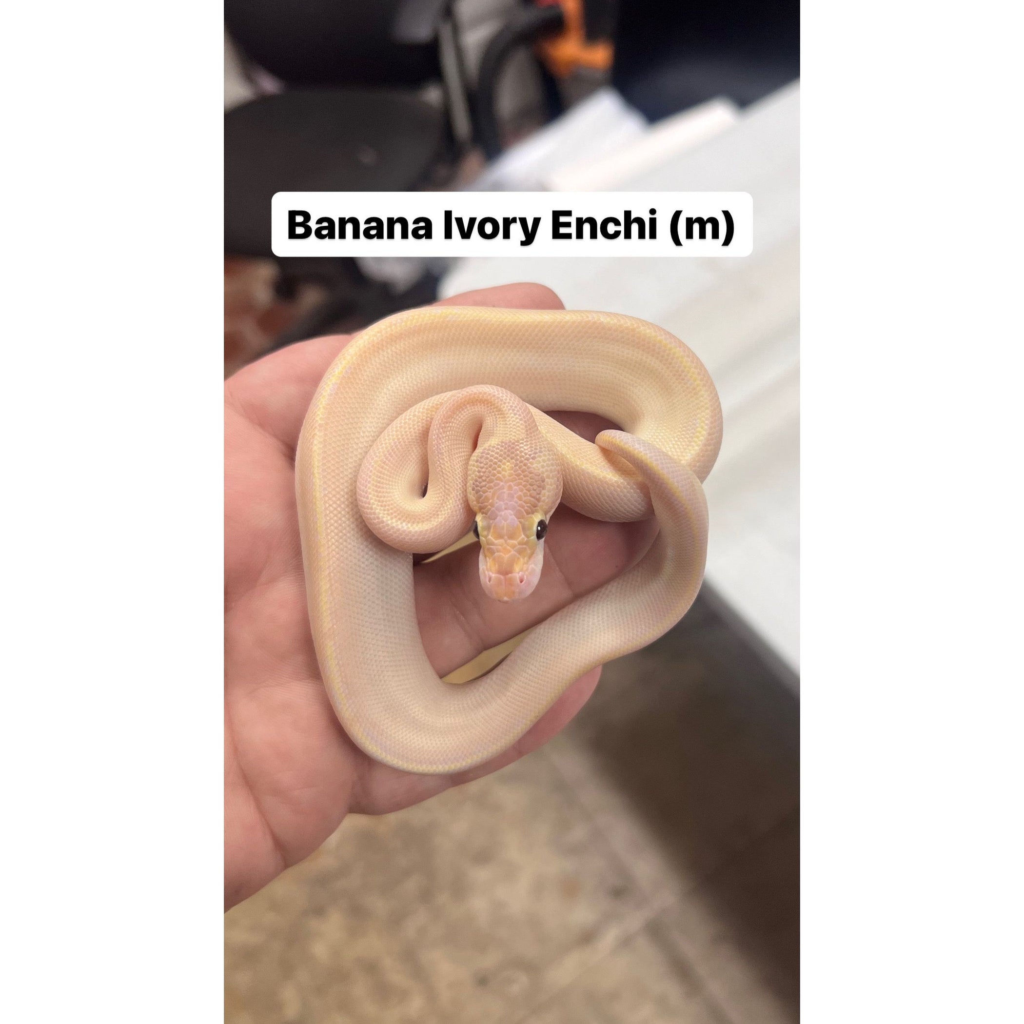 Banana Ivory Enchi Ball Python — Jungle Bobs Reptile World