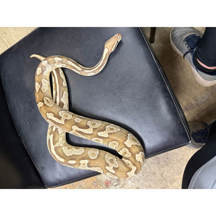 Mojave Fire Ball Python (Python regius) — Jungle Bobs Reptile World