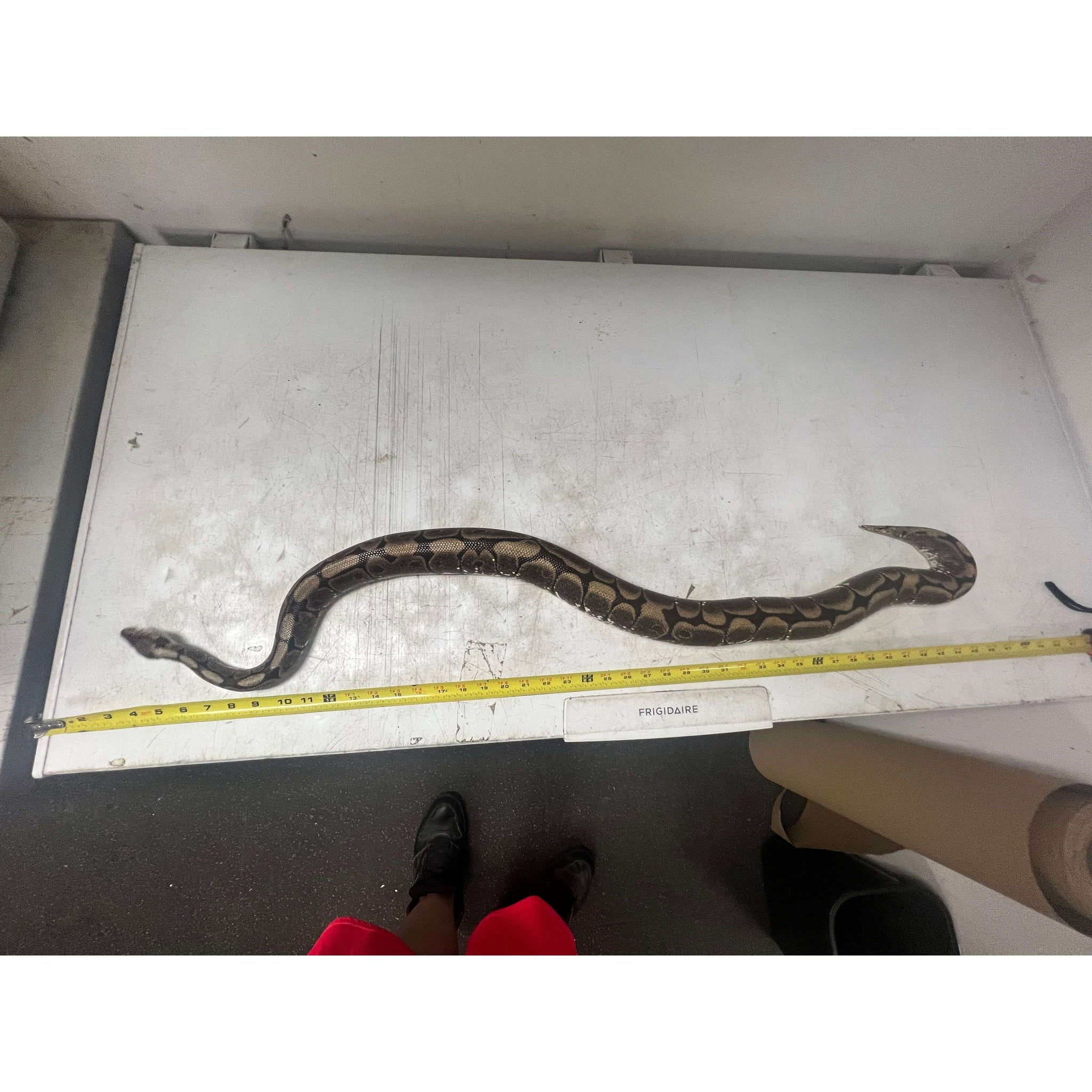 Ball Pythons for Sale — Jungle Bobs Reptile World