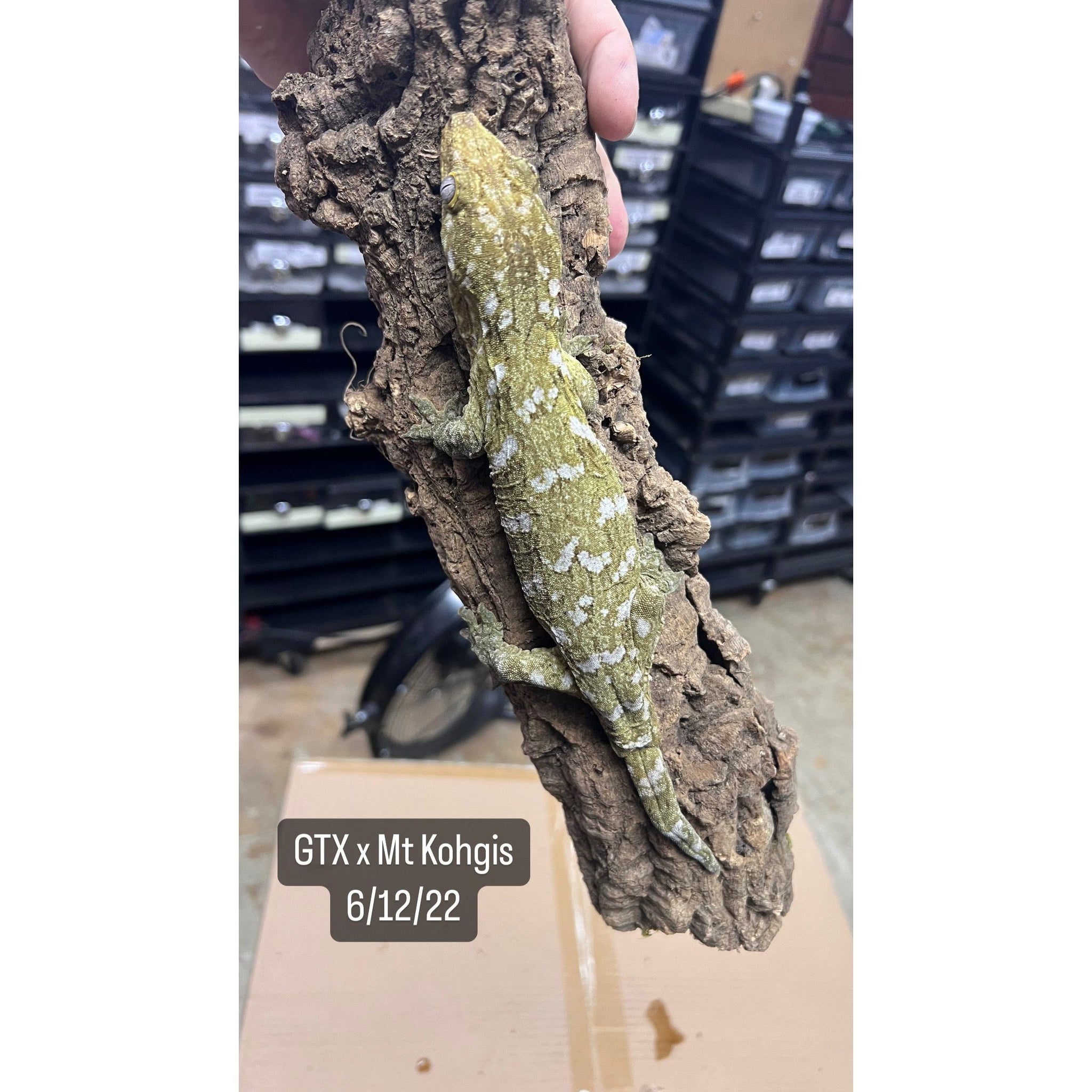 Geckos for Sale — Jungle Bobs Reptile World