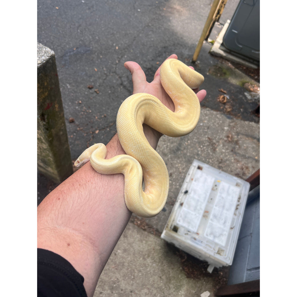 Ball Pythons for Sale — Jungle Bobs Reptile World