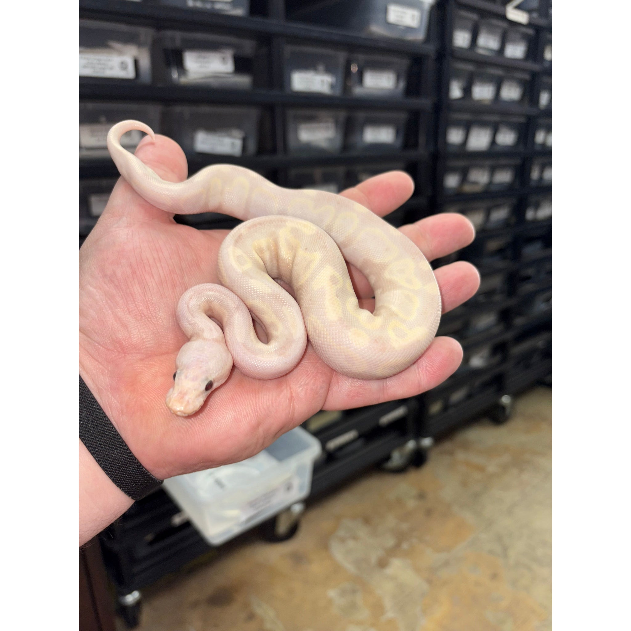 Ball Pythons for Sale — Jungle Bobs Reptile World