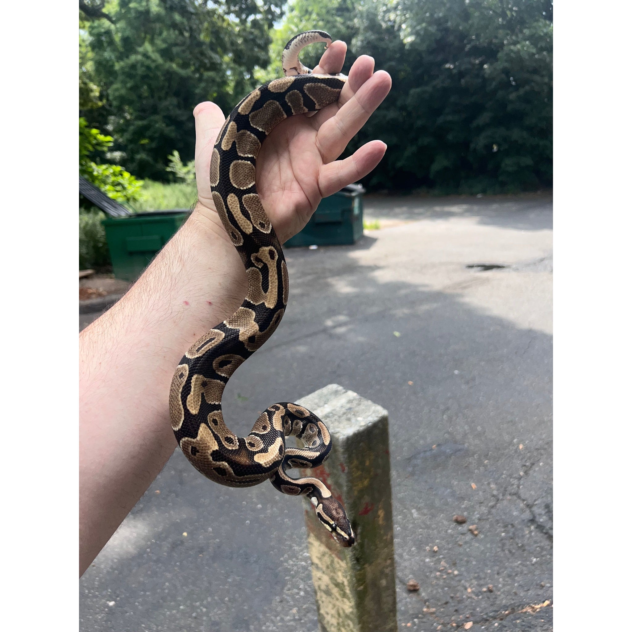 Ball Pythons for Sale — Jungle Bobs Reptile World
