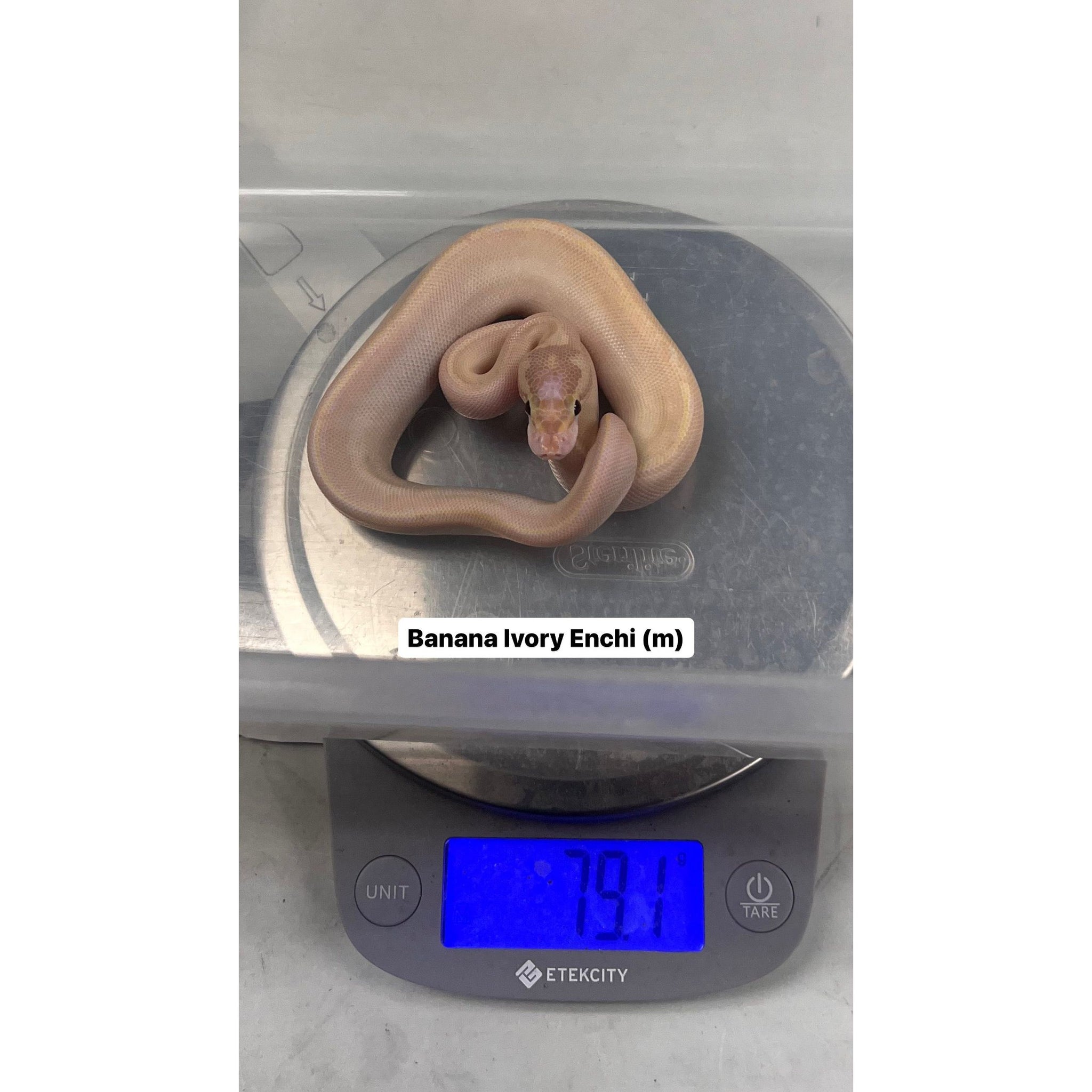 Ball Pythons for Sale — Jungle Bobs Reptile World