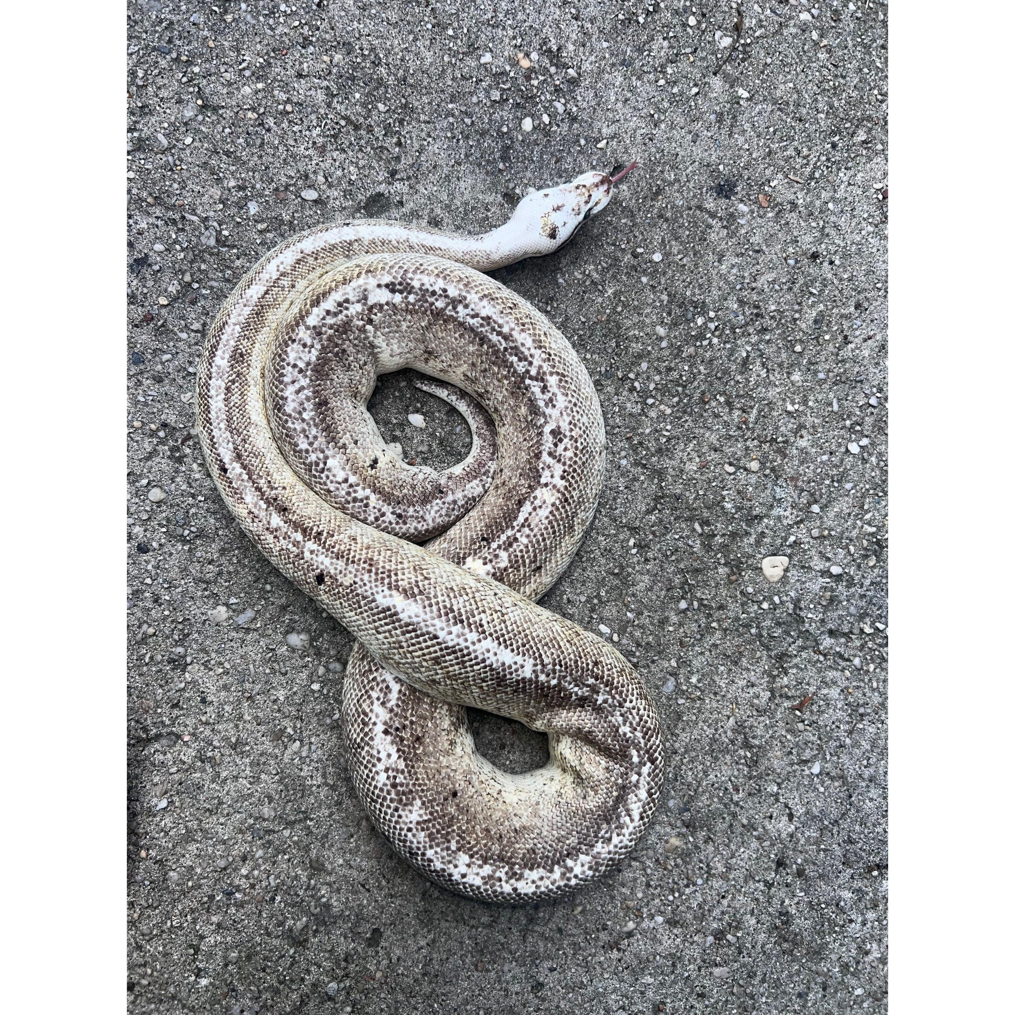 Ball Pythons for Sale — Jungle Bobs Reptile World