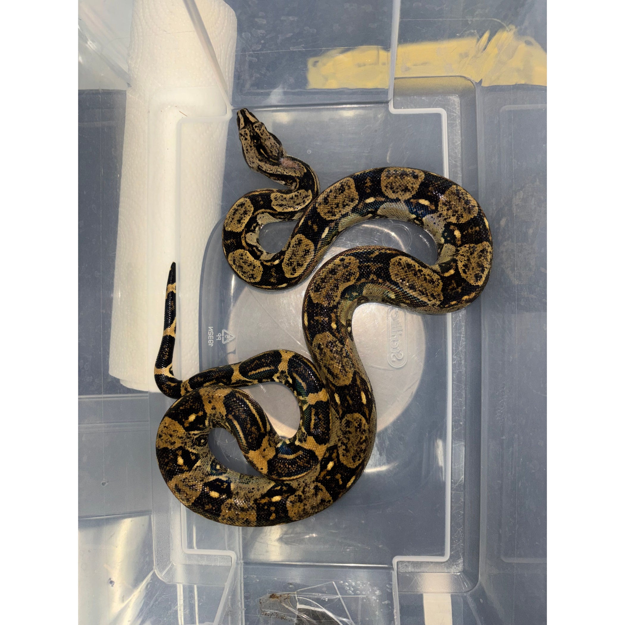 Peruvian Long Tail Boa (M) (Boa constrictor longicauda) — Jungle Bobs ...