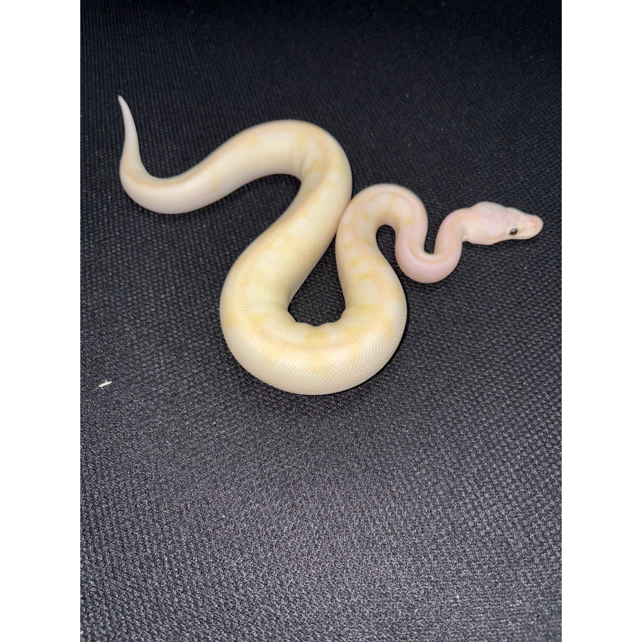 Ball Pythons for Sale — Jungle Bobs Reptile World