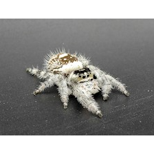 White Regal Jumping Spider (Phidippus regius) — Jungle Bobs Reptile World