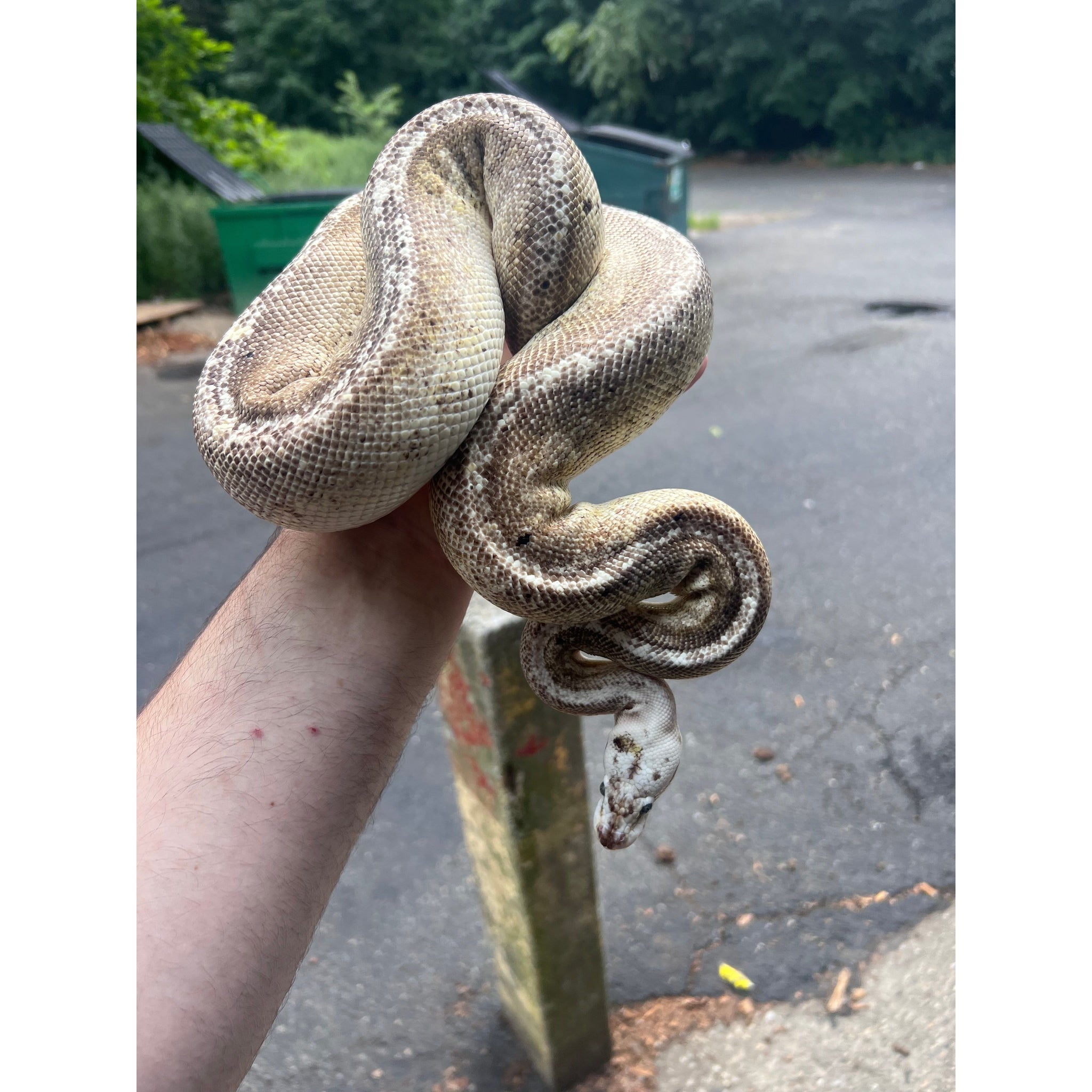 Ball Pythons for Sale — Jungle Bobs Reptile World