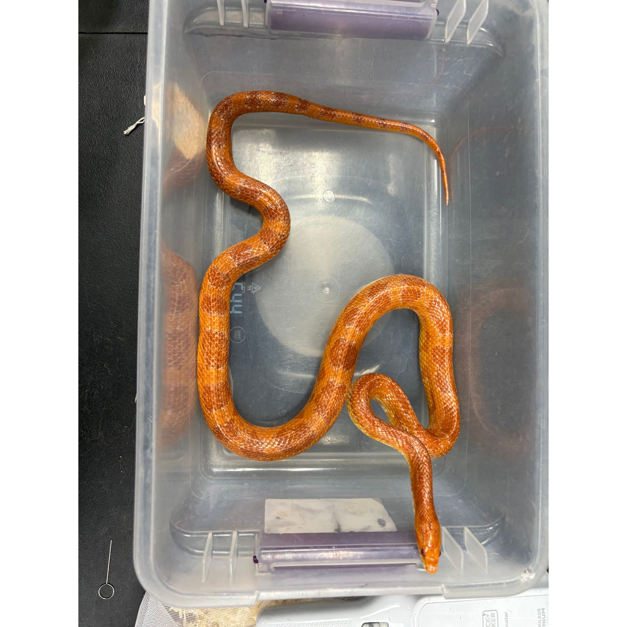Corn Snake (Albino) (Adult) — Jungle Bobs Reptile World