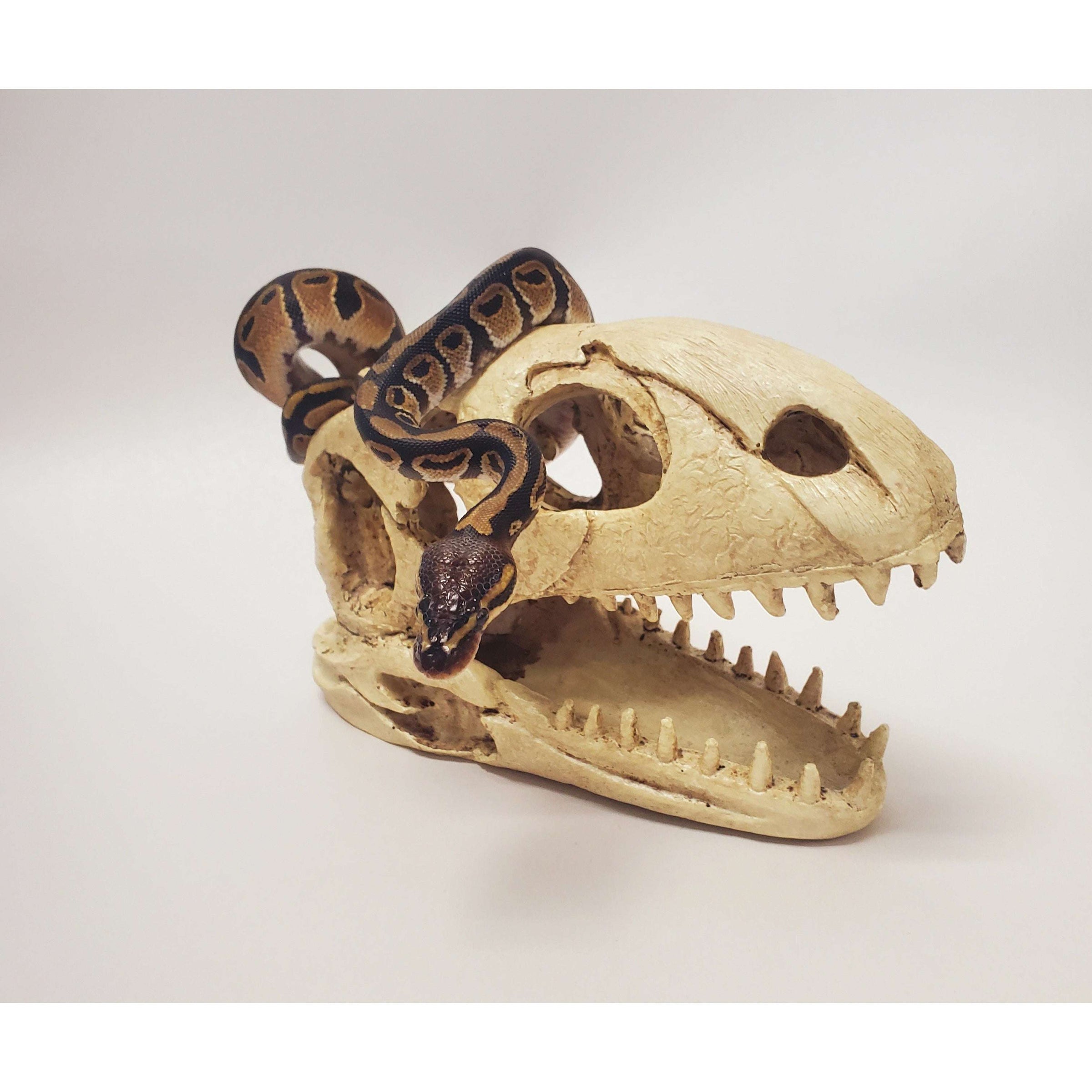 Jungle Bob's Reptile World - New York's #1 Reptile Store — Jungle Bobs ...