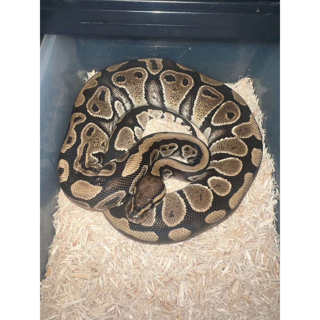 Ball Pythons for Sale — Jungle Bobs Reptile World