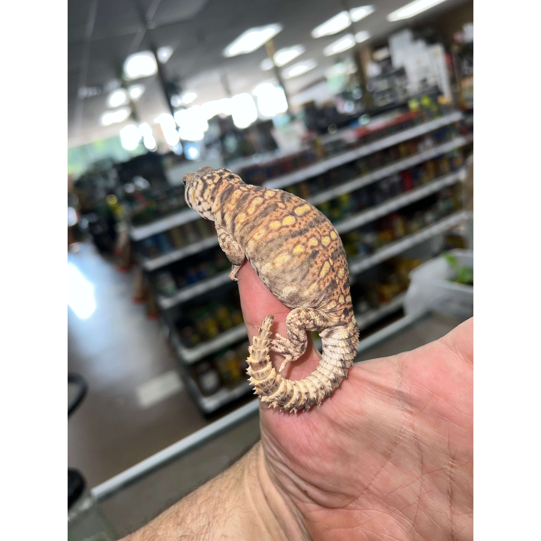 Uromastyx for Sale — Jungle Bobs Reptile World