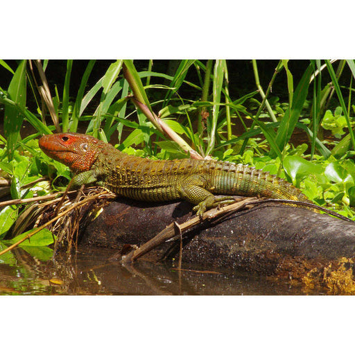 Caiman Lizard Care