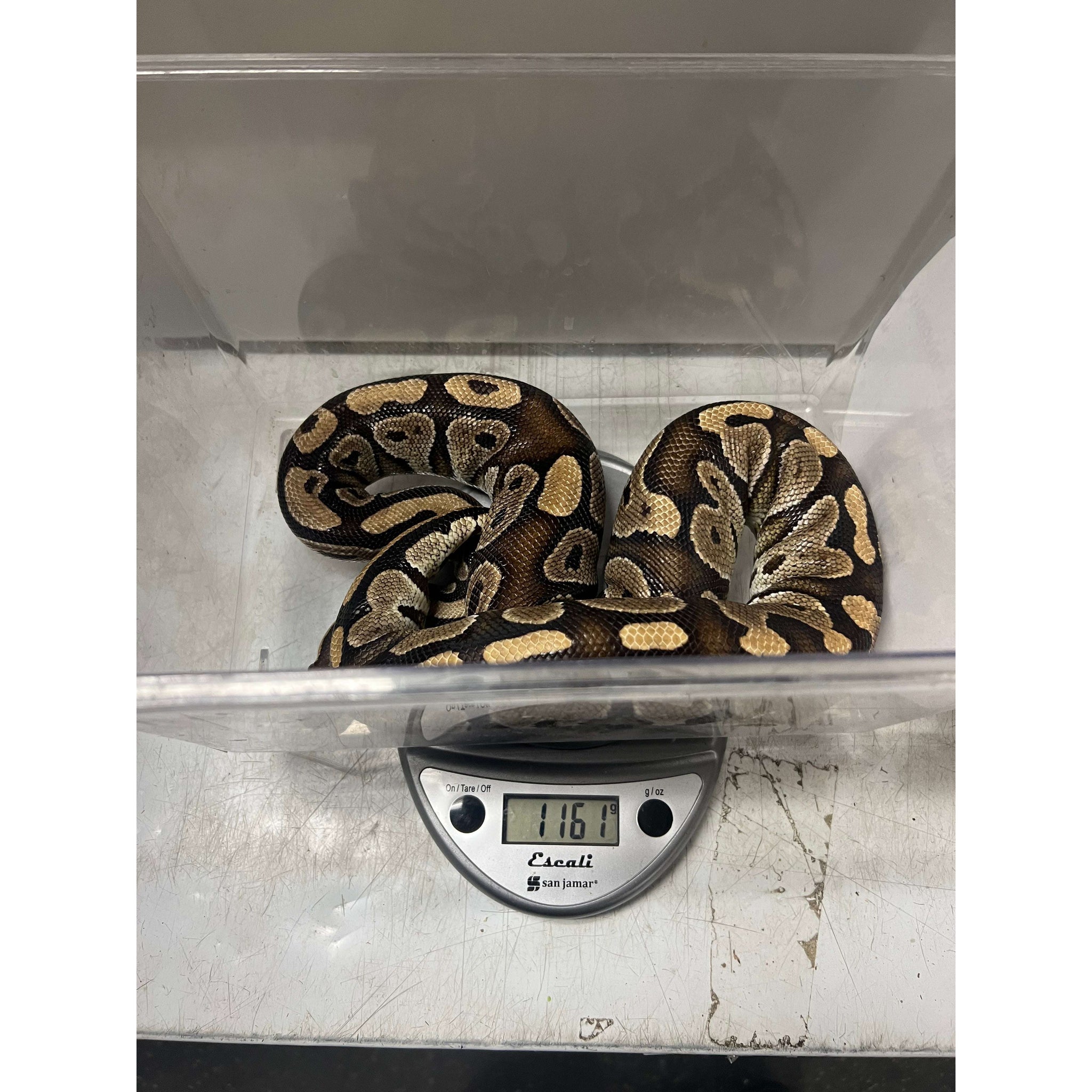Ball Pythons for Sale — Jungle Bobs Reptile World