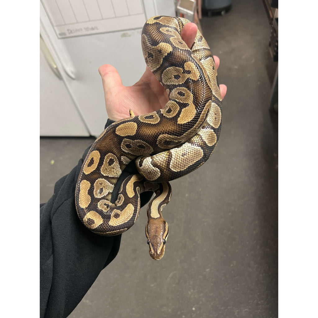 Ball Pythons for Sale — Jungle Bobs Reptile World