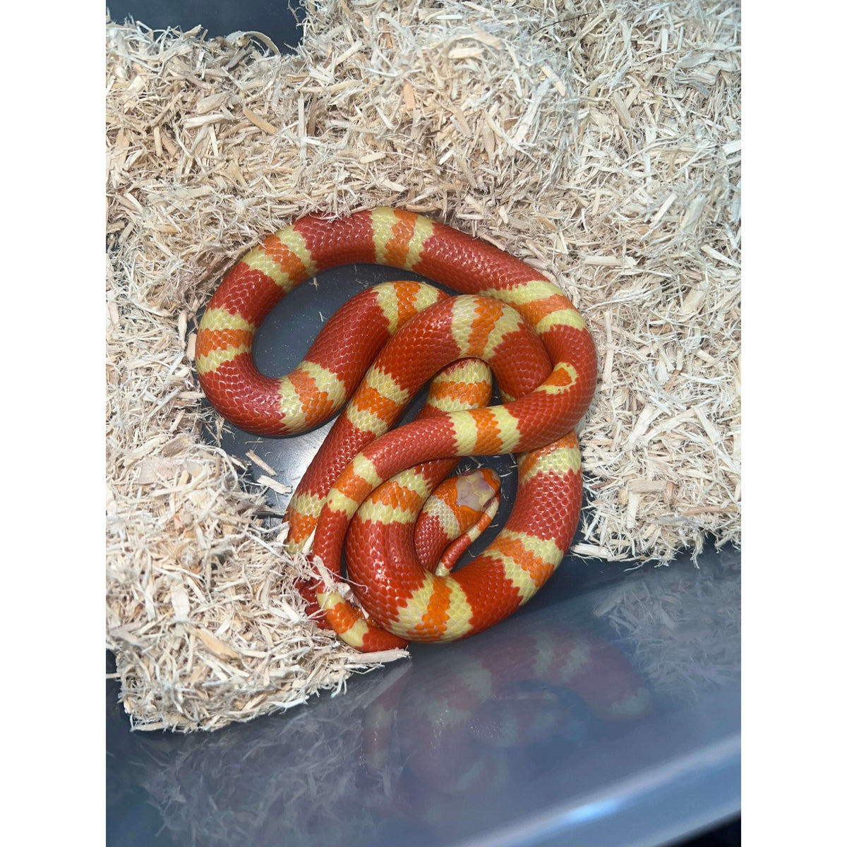 Albino Milk Snake