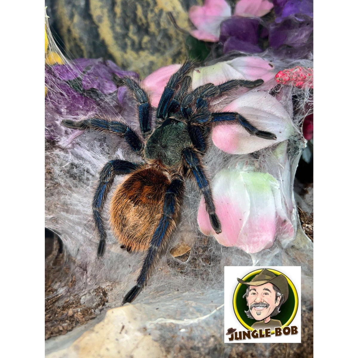 Green Bottle Blue Tarantula Juvenile (Chromatopelma cyaneopubescens ...