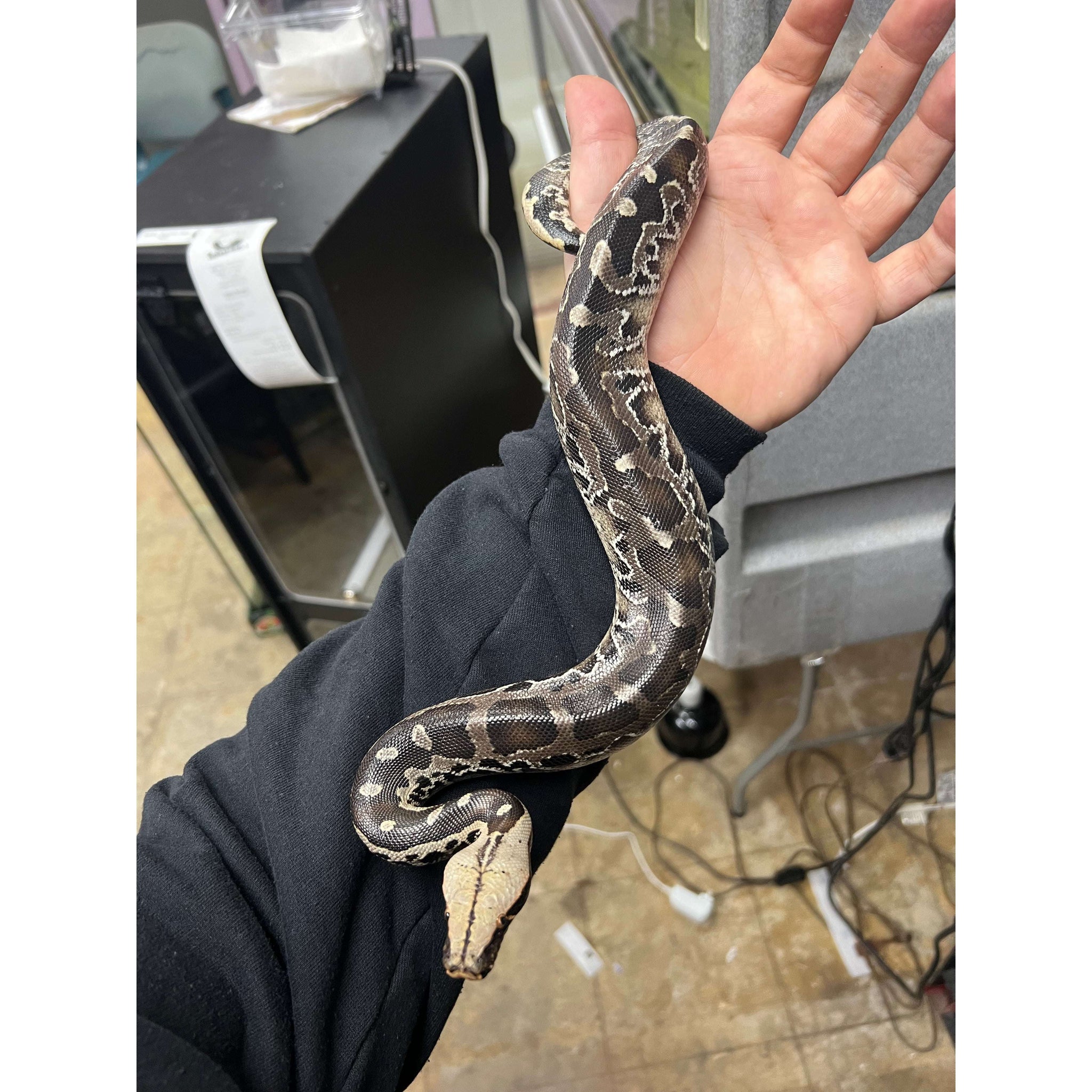 Other Pythons for Sale — Jungle Bobs Reptile World