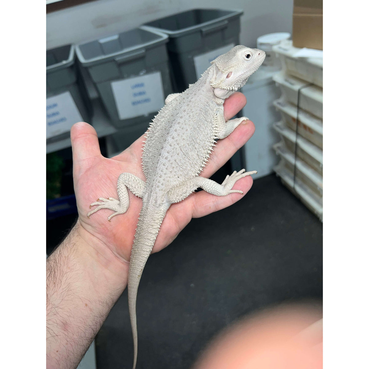 Albino Bearded Dragon