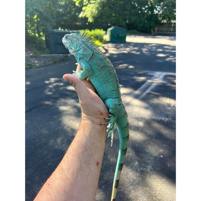 Aqua Blue Iguanas