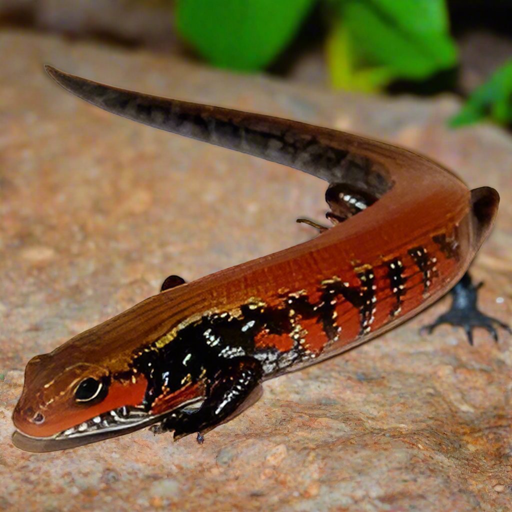 Skinks for Sale — Jungle Bobs Reptile World