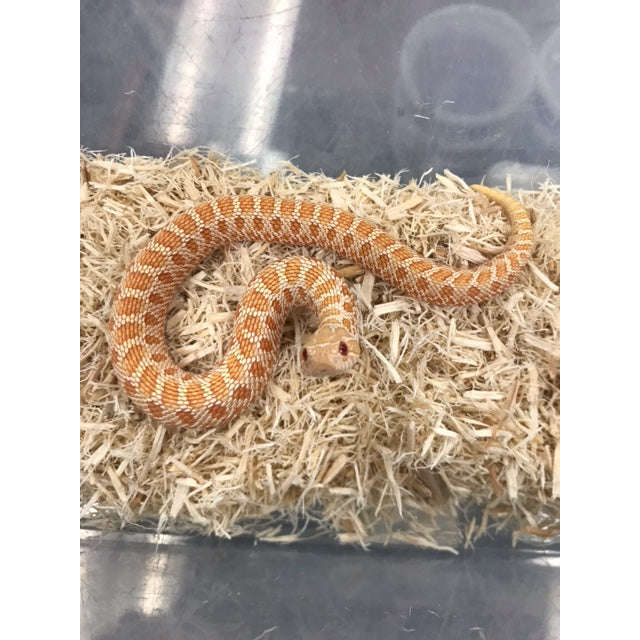 Albino Western Hognose Snake