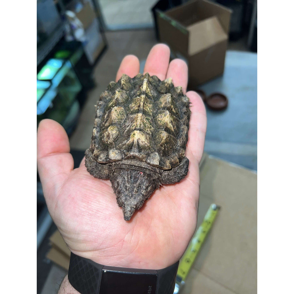 World Record Alligator Snapping Turtle