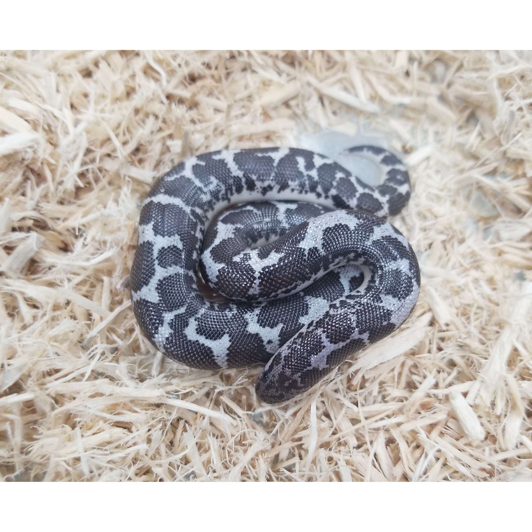 Boas for Sale — Jungle Bobs Reptile World