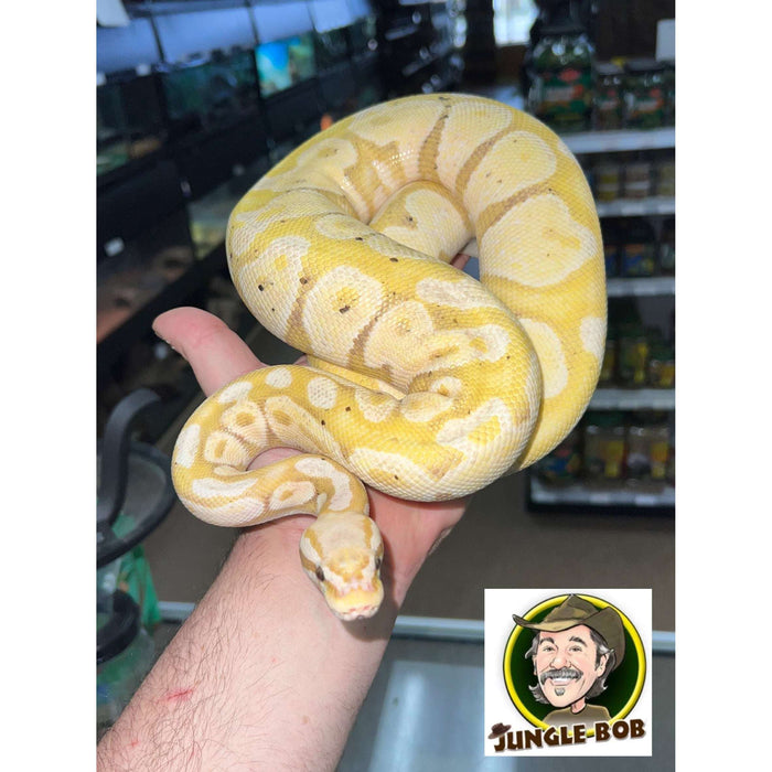 Banana Ball Python