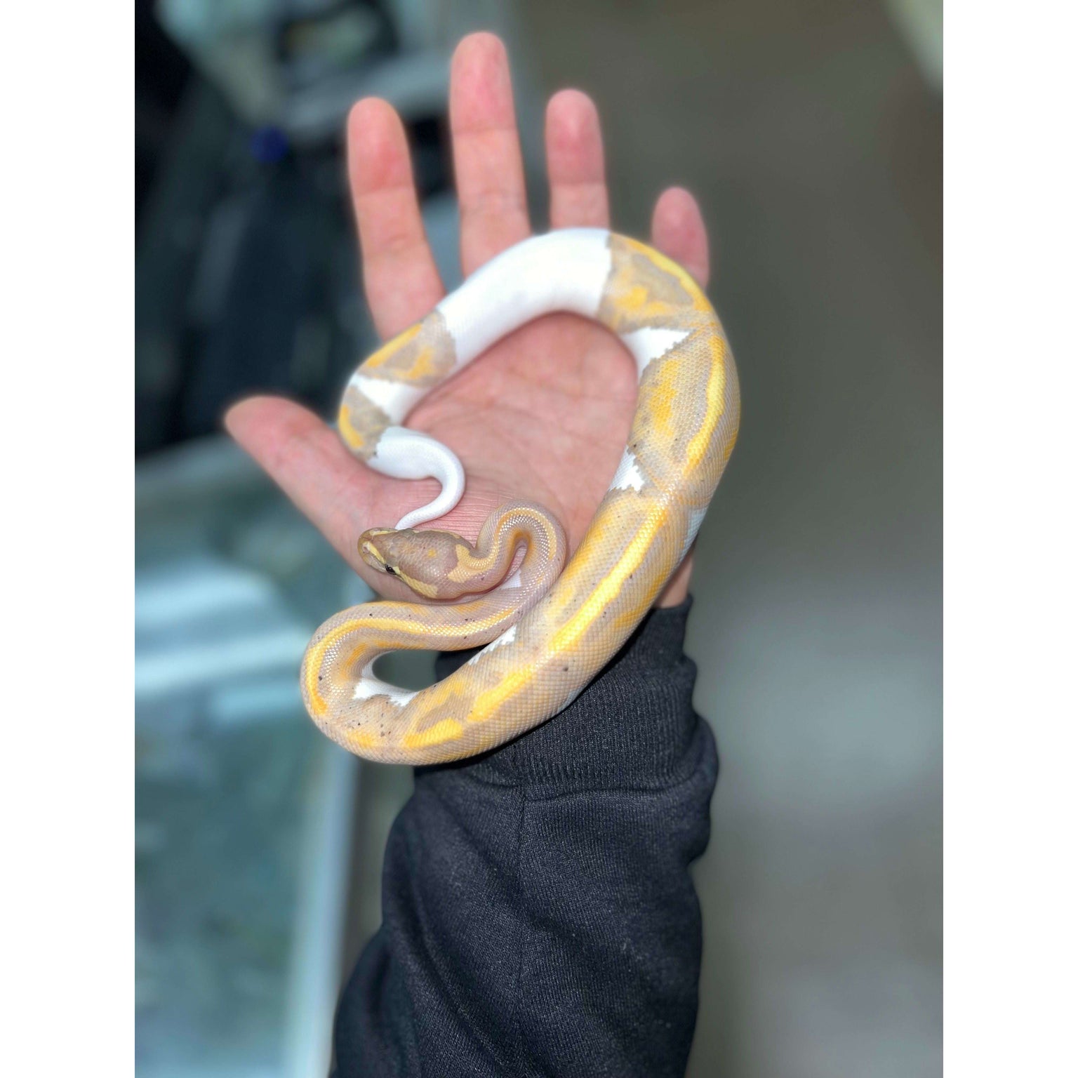 Ball Pythons for Sale — Jungle Bobs Reptile World