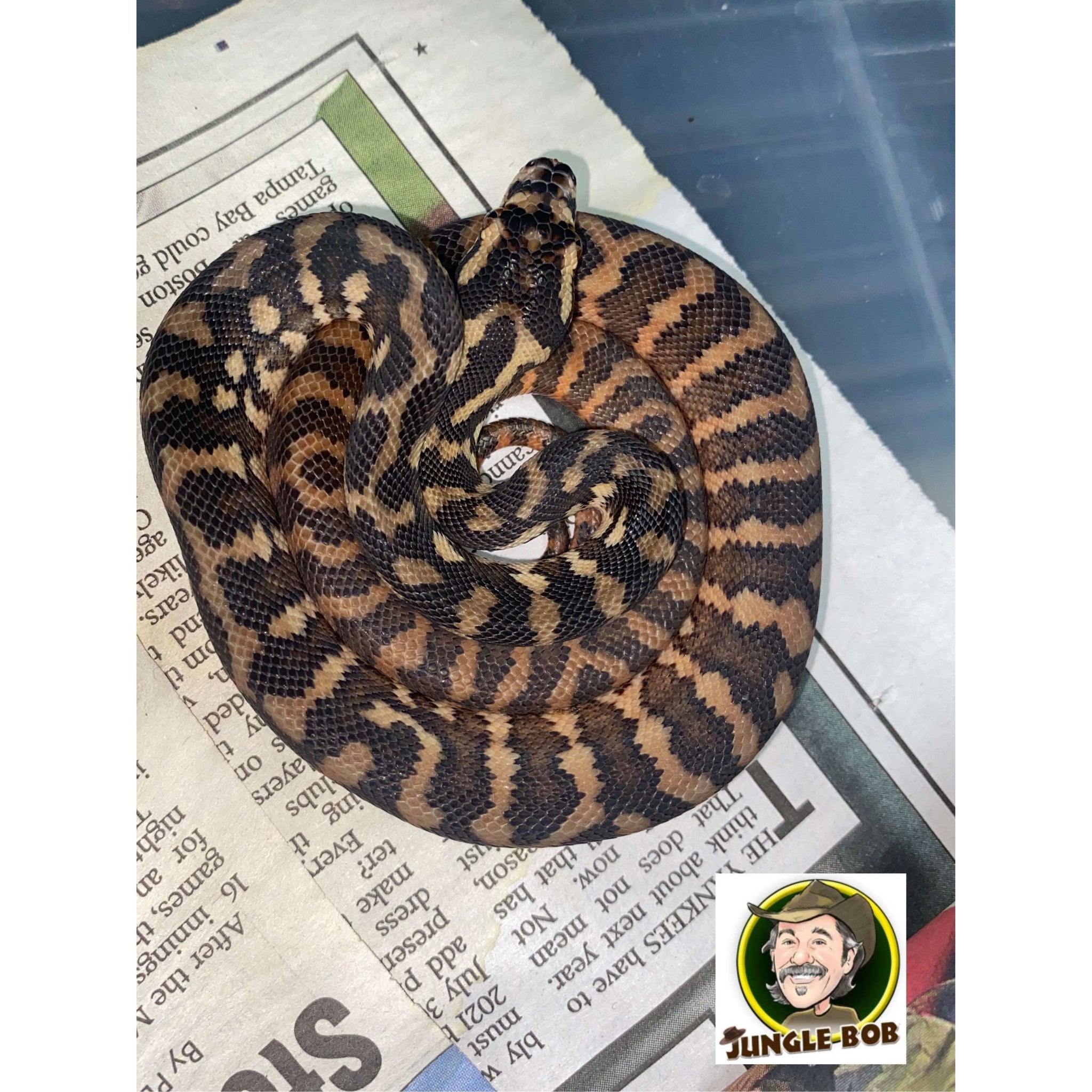 Other Pythons for Sale — Jungle Bobs Reptile World