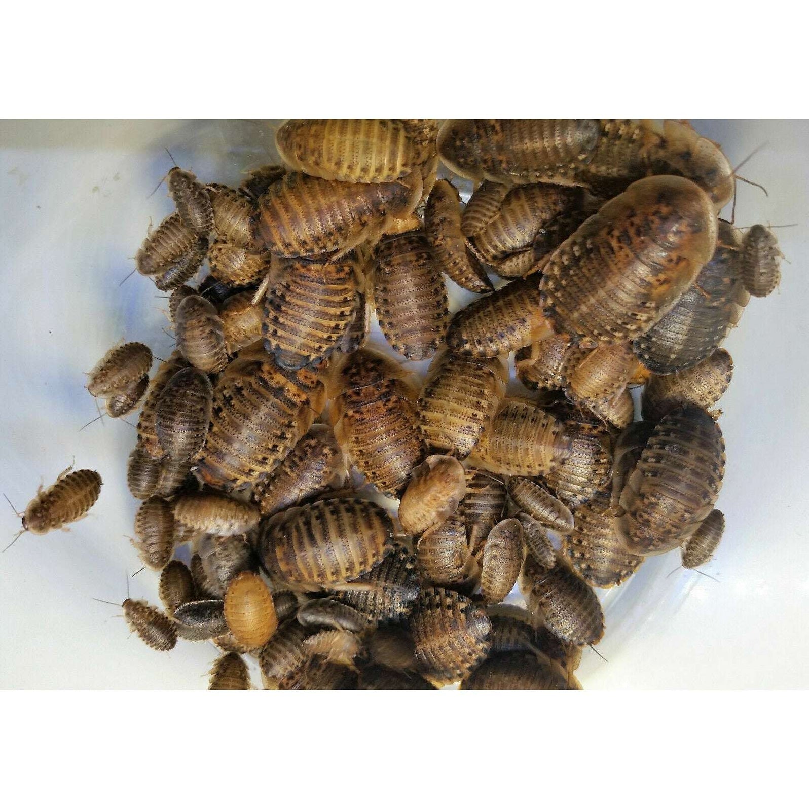 Live Dubia Roaches Gutloaded Reptile Feeder 4 sizes — Jungle Bobs ...