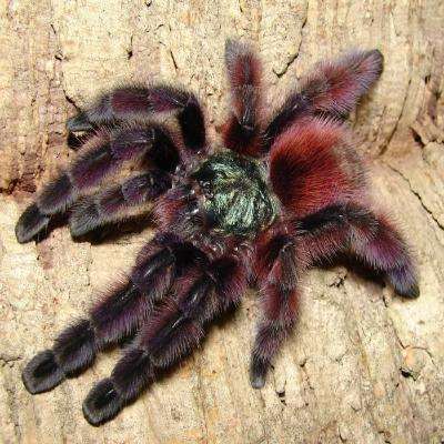 Avicularia Versicolor Sling