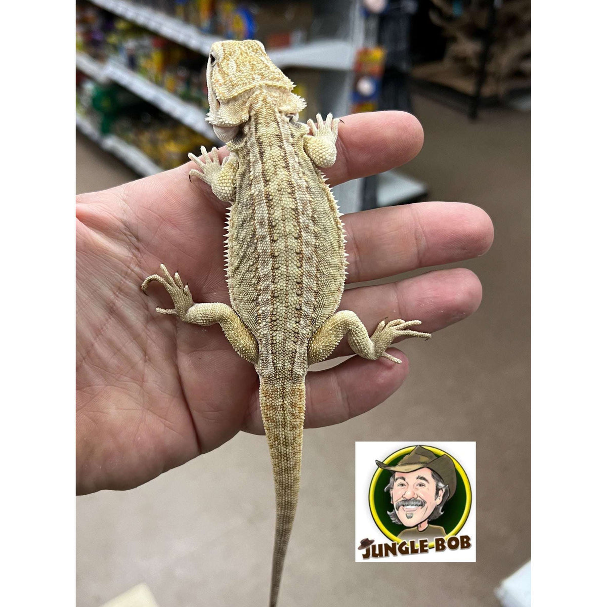 Hypo Citrus Leatherback Bearded Dragon