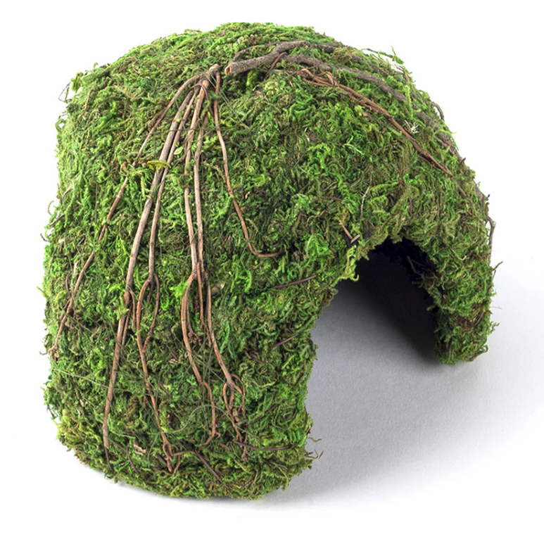 Moss — Jungle Bobs Reptile World