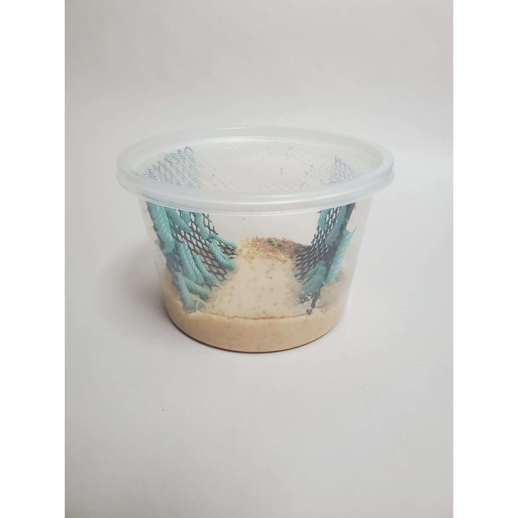 Goliath Worms — Jungle Bobs Reptile World