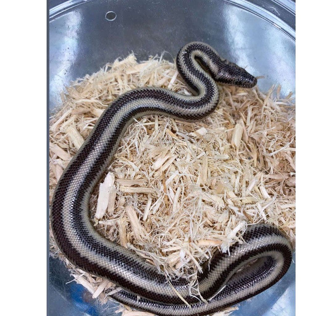 Boas for Sale — Jungle Bobs Reptile World