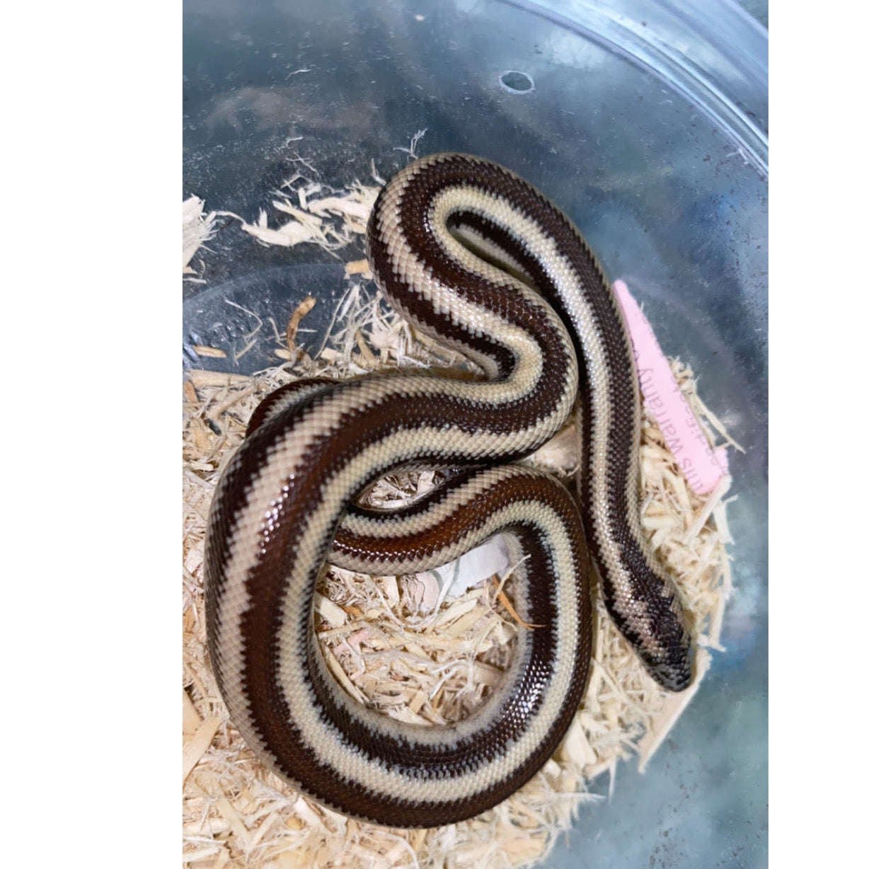 Boas for Sale — Jungle Bobs Reptile World